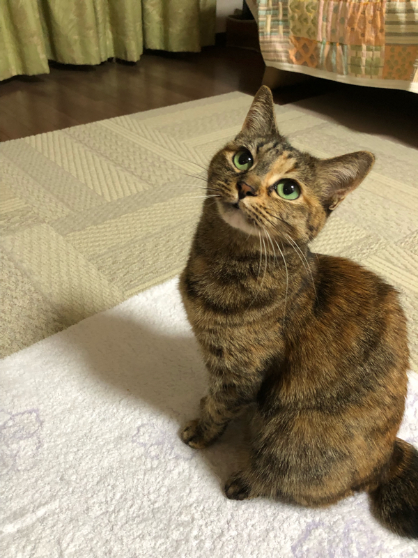 🎻 - Radiotalk(ラジオトーク)