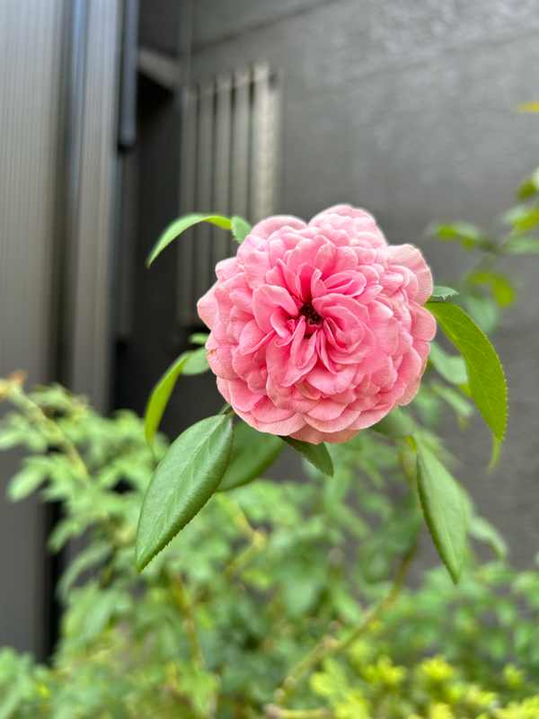 hanako - Radiotalk(ラジオトーク)